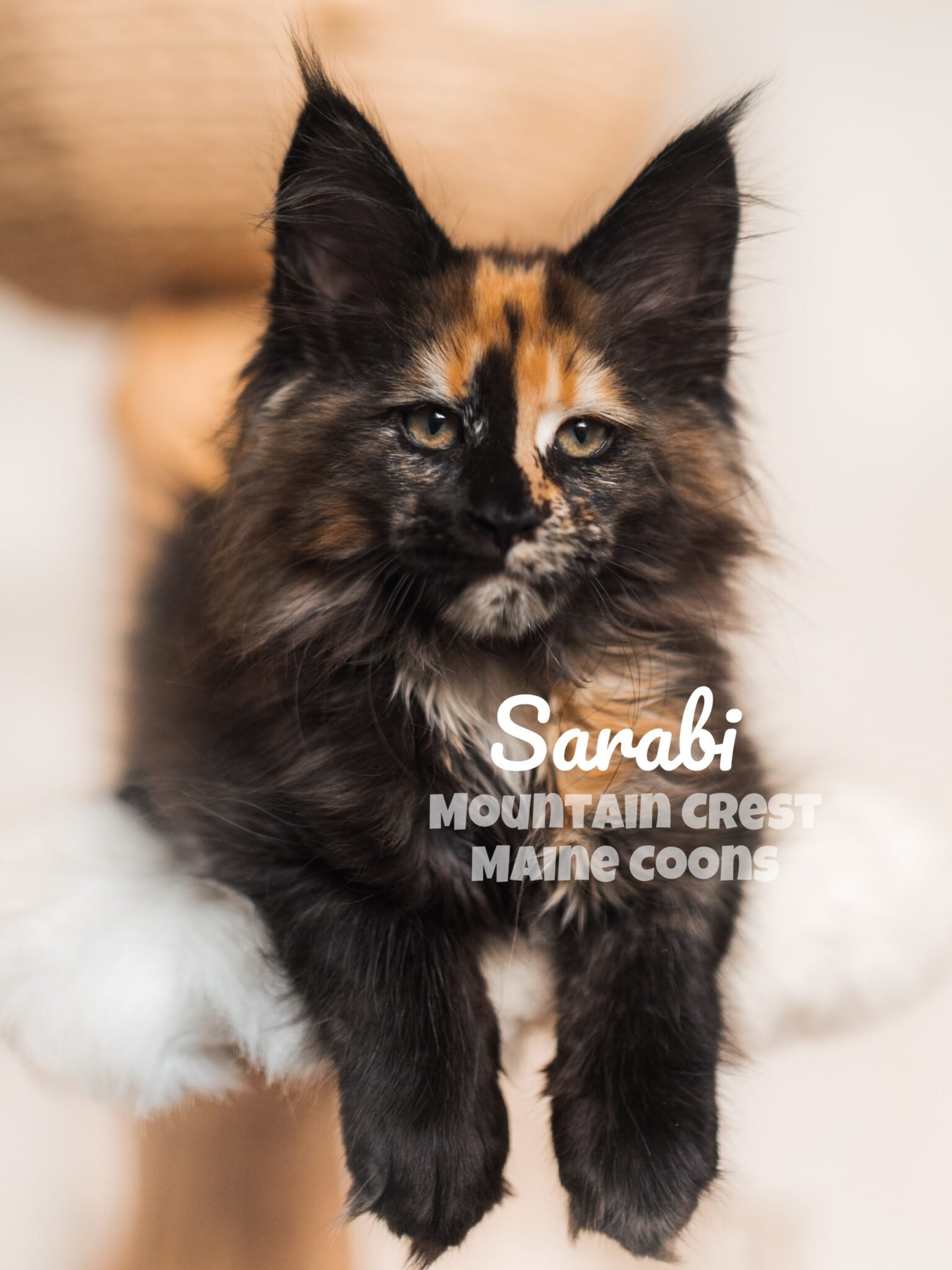 FAQ/Process - Mountain Crest Maine Coons